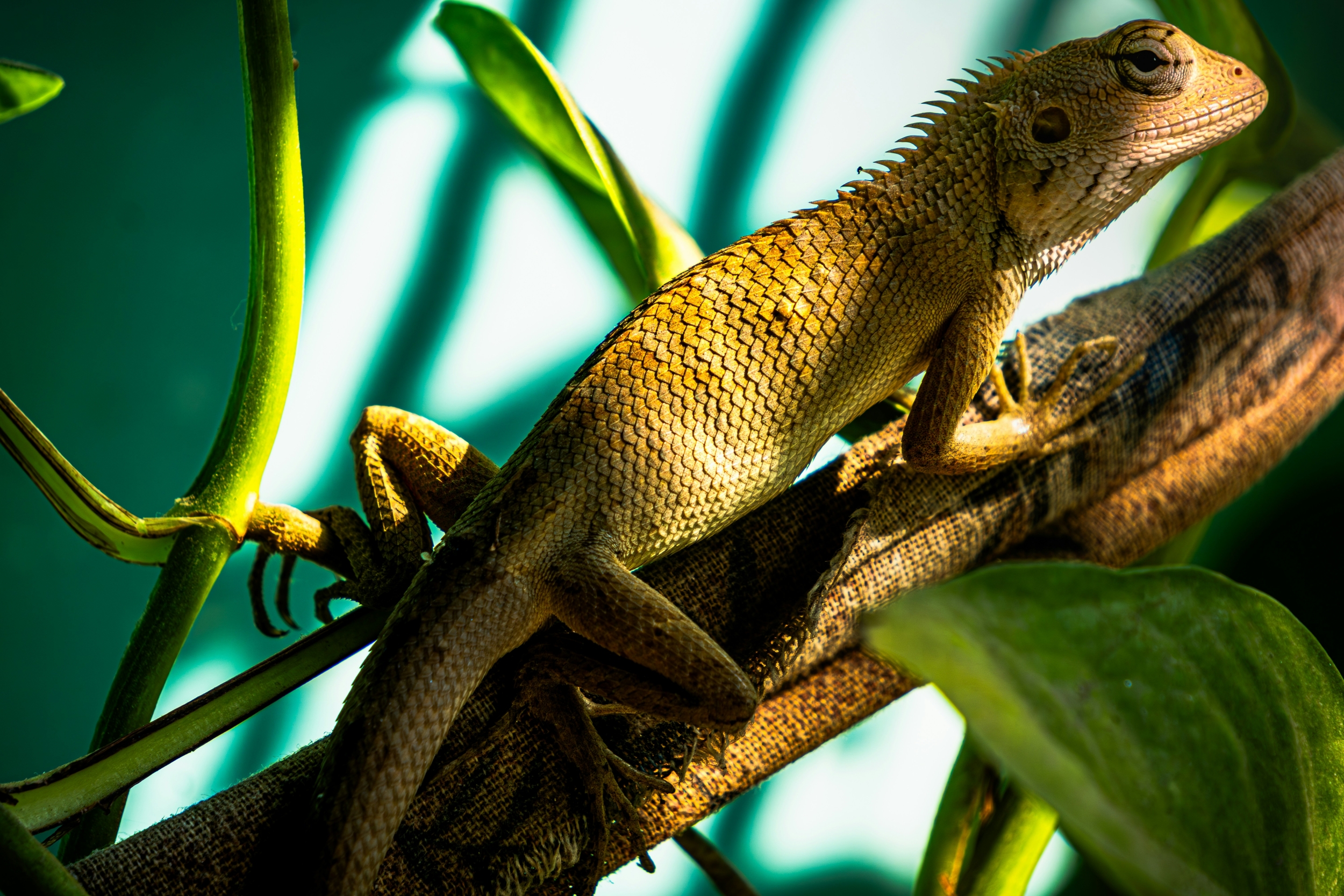 How Evolution Drives Animal Camouflage: Adaptation, Color, and Natural ...