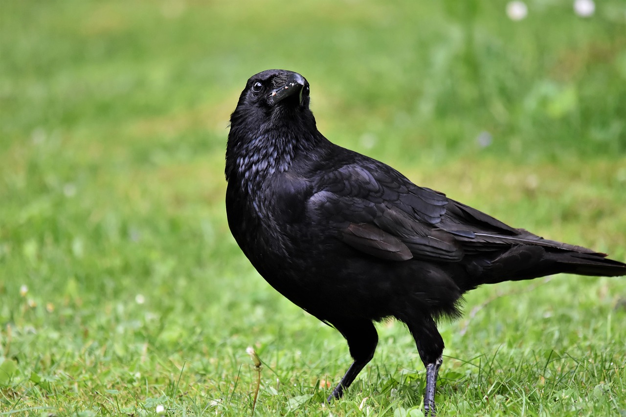 How Crow Intelligence Unlocks Human Face Recognition: Exploring Bird ...