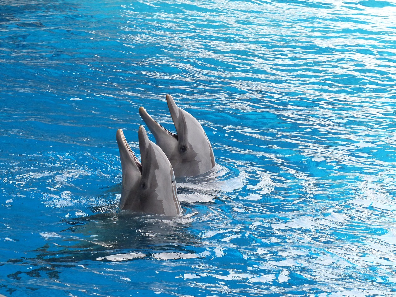 Dolphin Communication: How Signature Whistles Reveal Animal Language ...