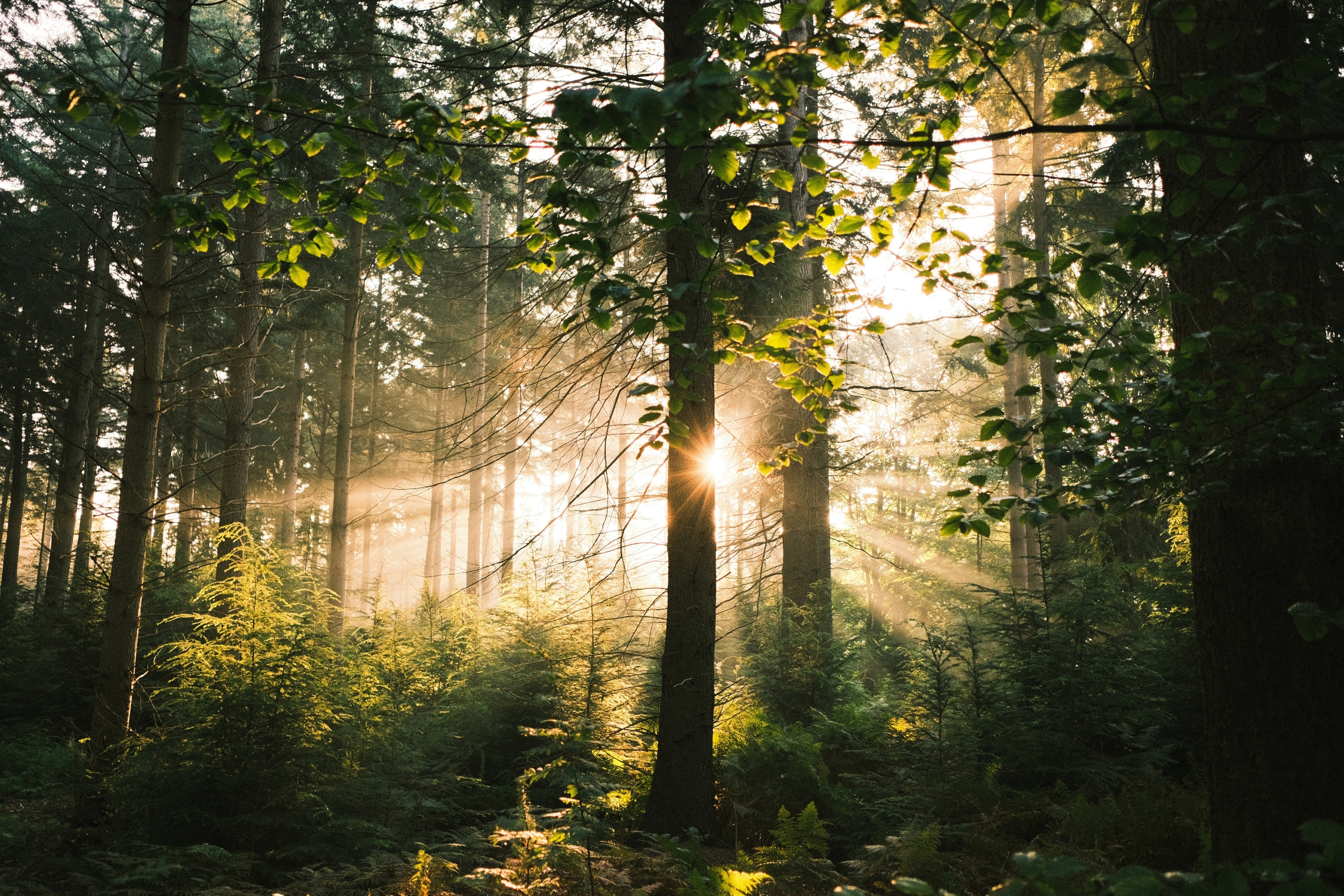 10 Fascinating Ways Trees Communicate Underground Through Mycorrhizal ...