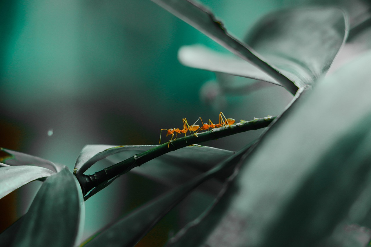 Top 10 Invasive Species List: Shocking Biodiversity Threats Ravaging ...