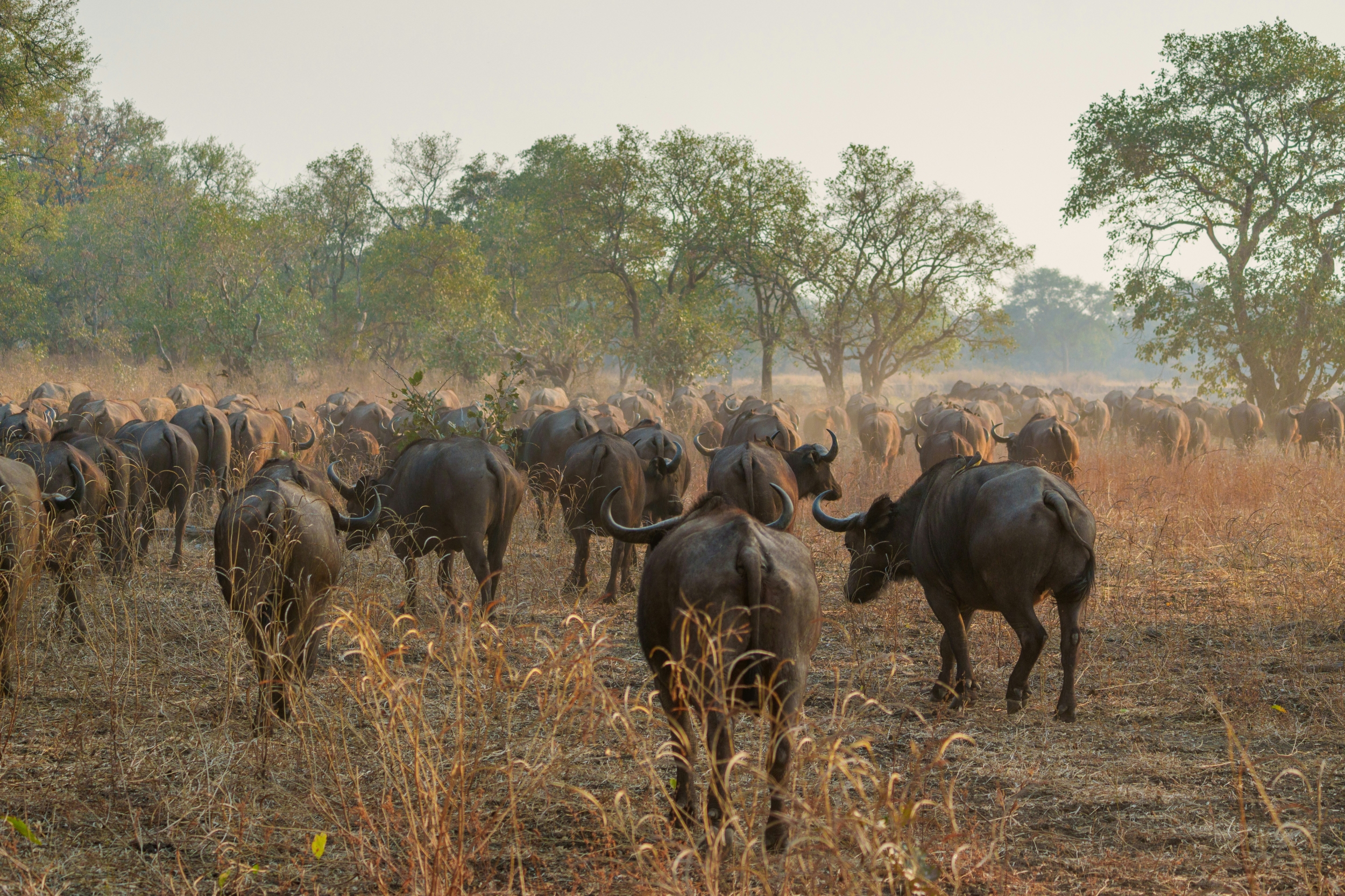 Why Animals Migrate Thousands of Miles: The Science Behind Ecological ...