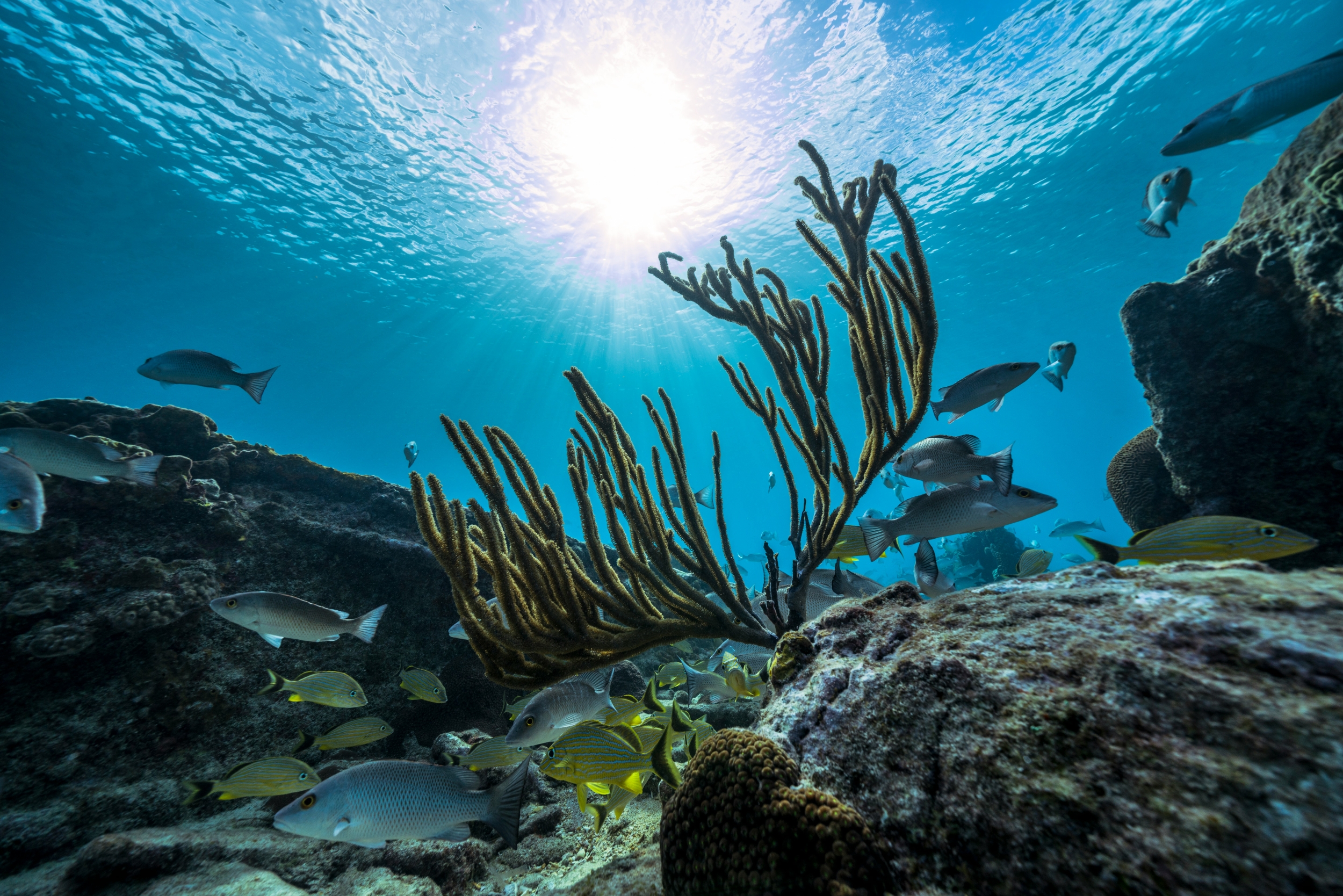 Ocean Acidification Threatens Marine Biology: How Rising CO₂ Is ...