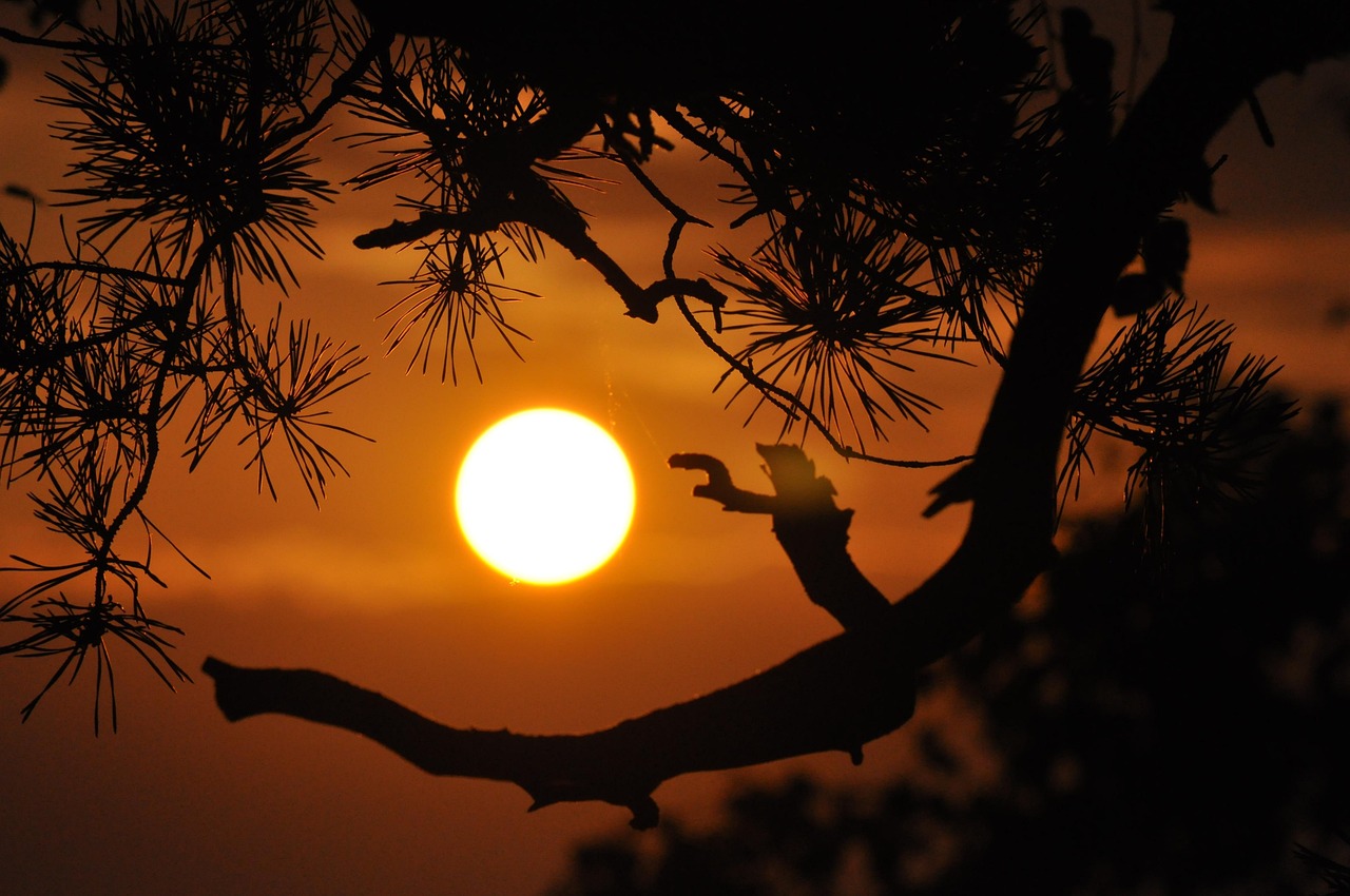 Solar Maximum 2026: Inside the Sunspot Cycle and Solar Activity ...