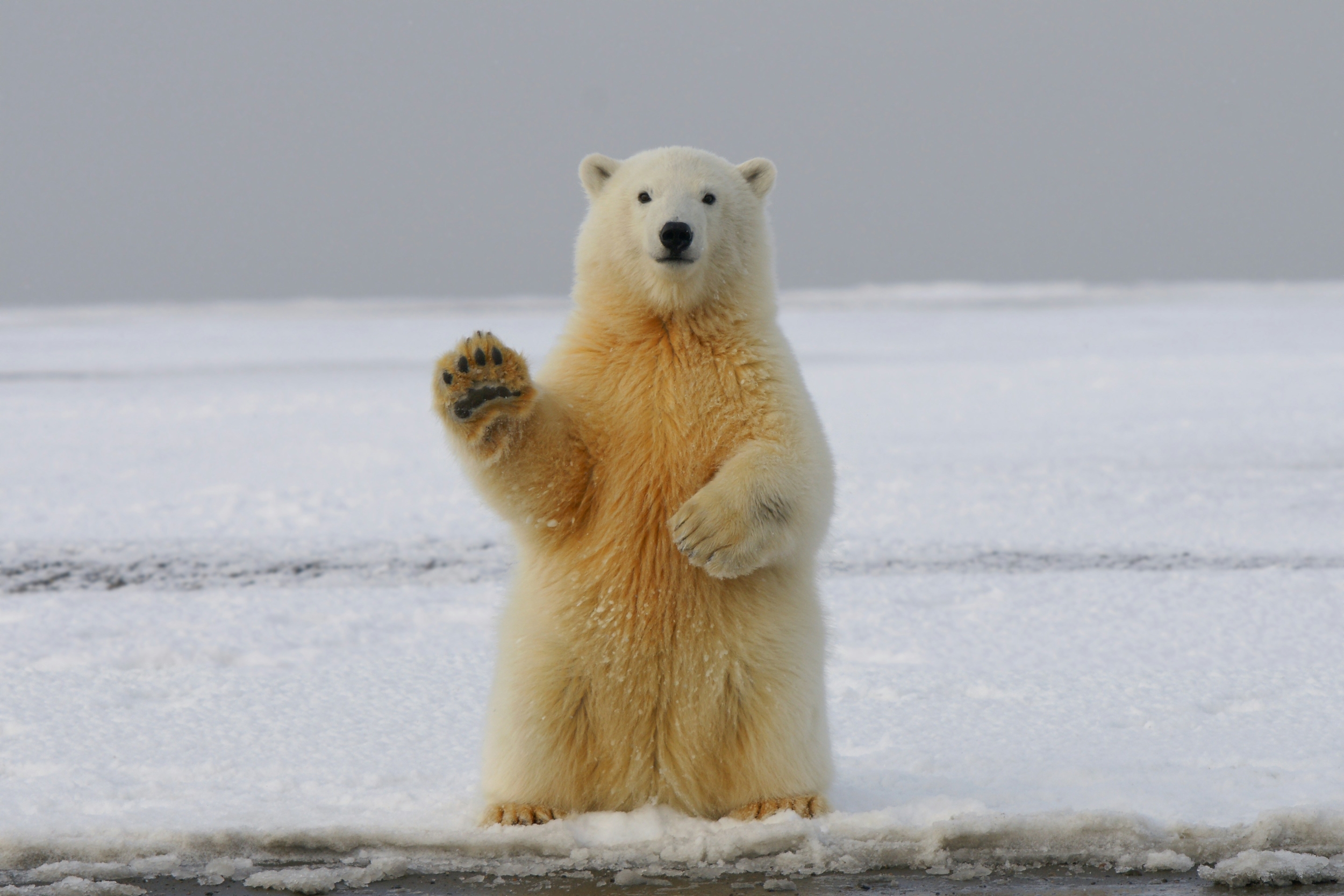 How Animals Adapt to Extreme Environments: Survival Strategies in Harsh ...