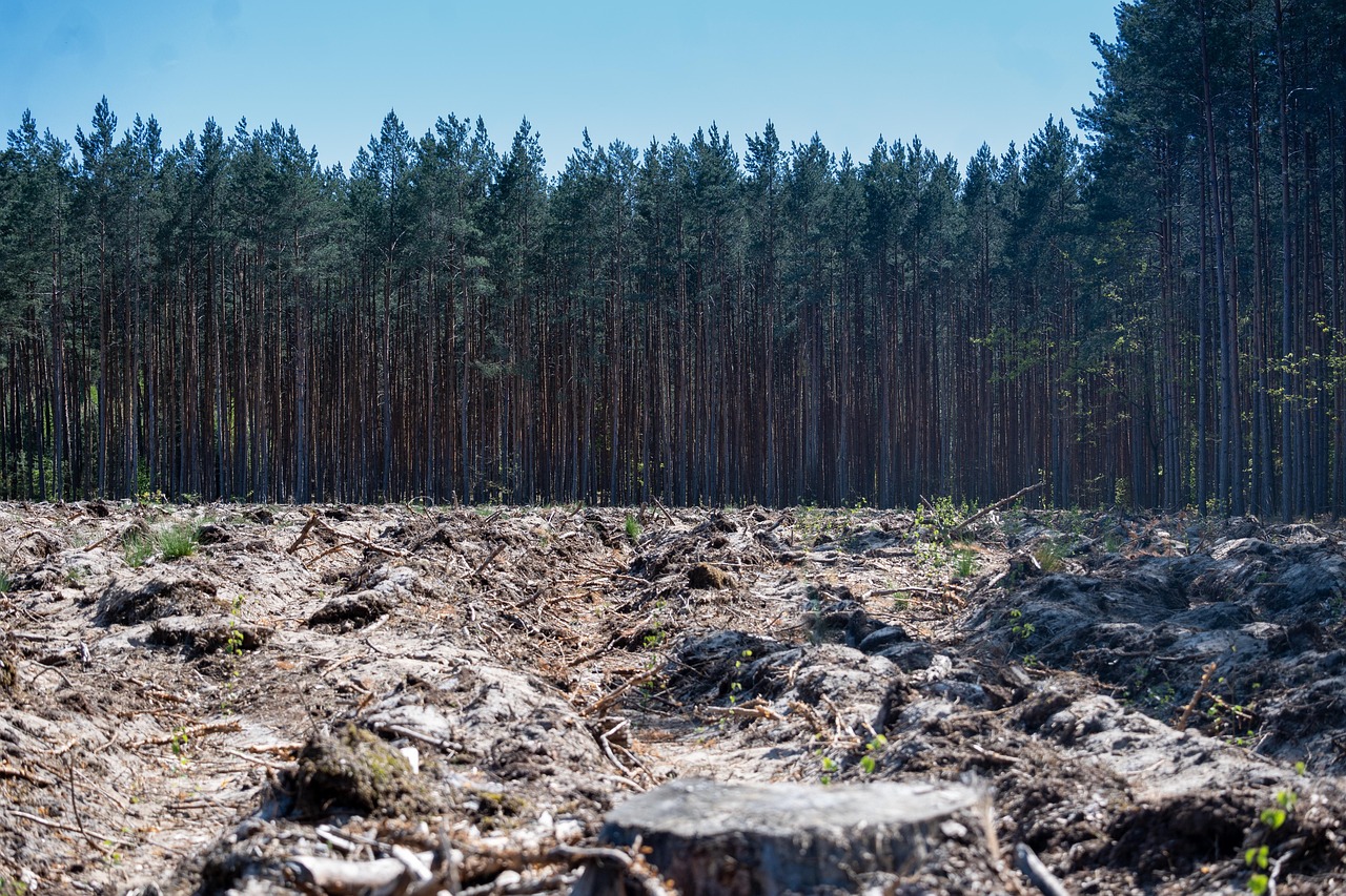 Deforestation and Biodiversity Loss: How Habitat Destruction Is ...