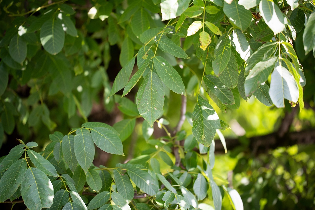 Photosynthesis Made Easy: Light Reactions, Calvin Cycle, and Everyday ...