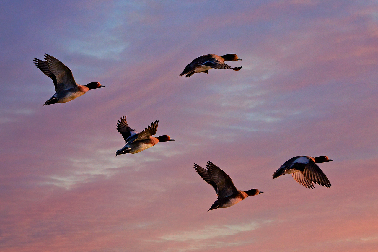 Climate Change Effect on Wildlife: How Shifting Habitats Are ...
