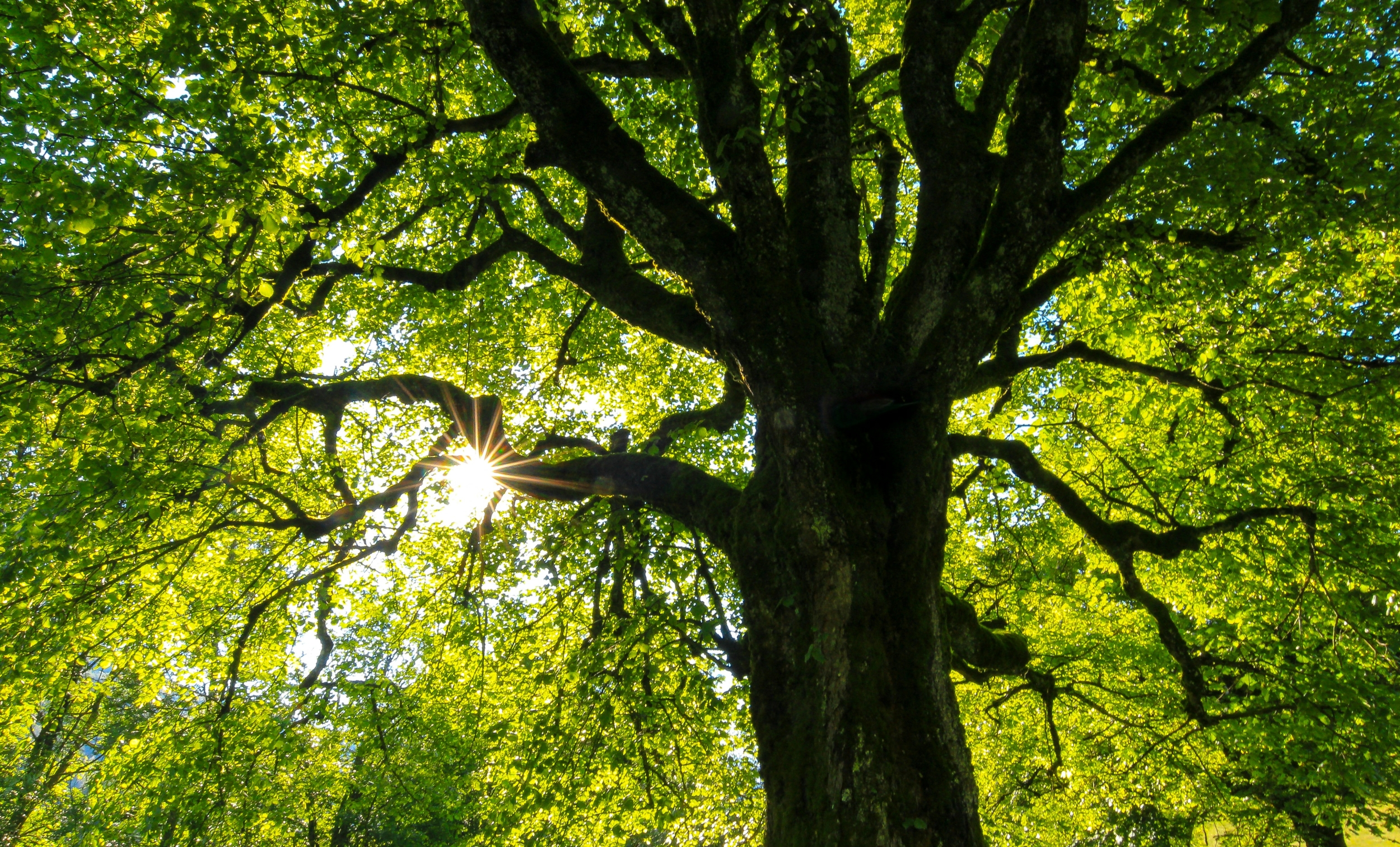Why Trees Are Essential for Life on Earth: Oxygen, Climate Balance, and ...