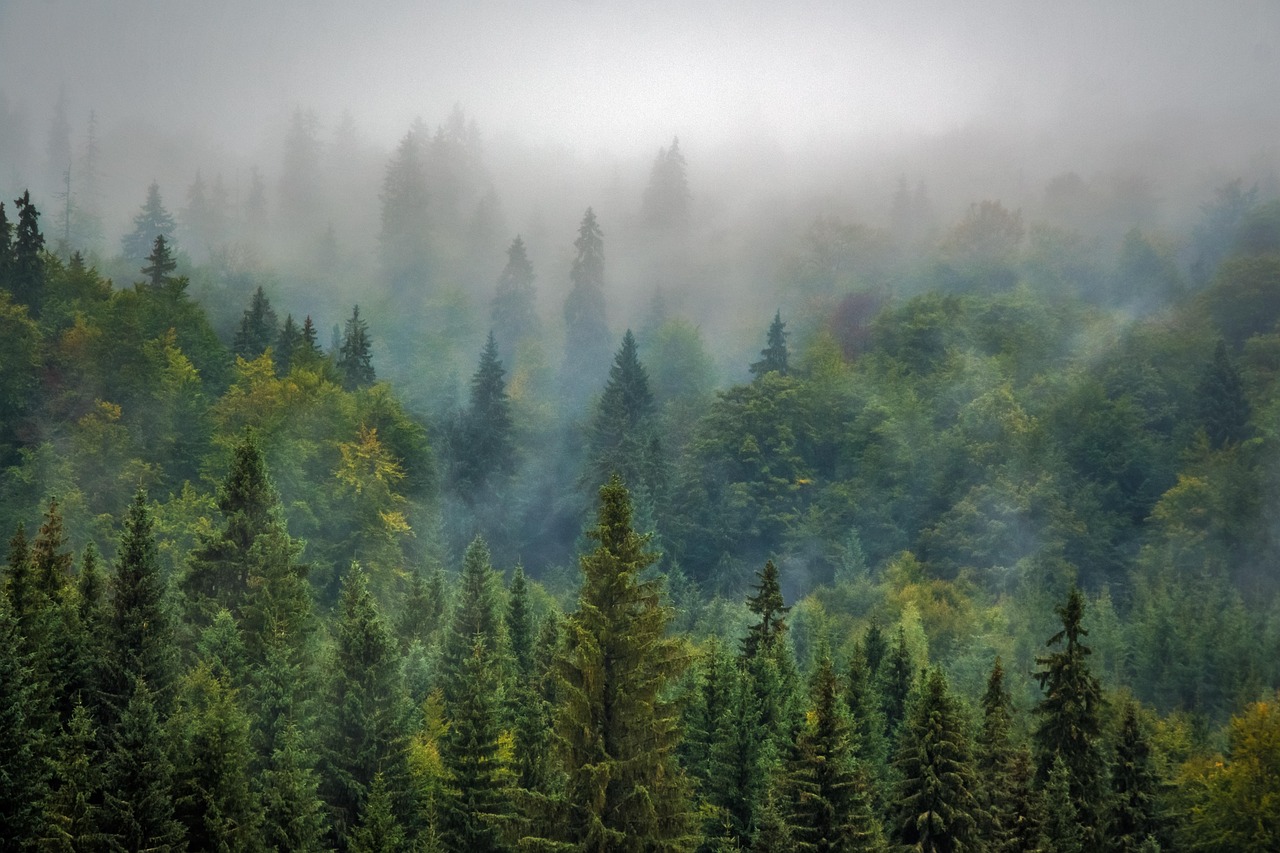 Carbon Sequestration Explained: How Trees Fight Climate Change and ...