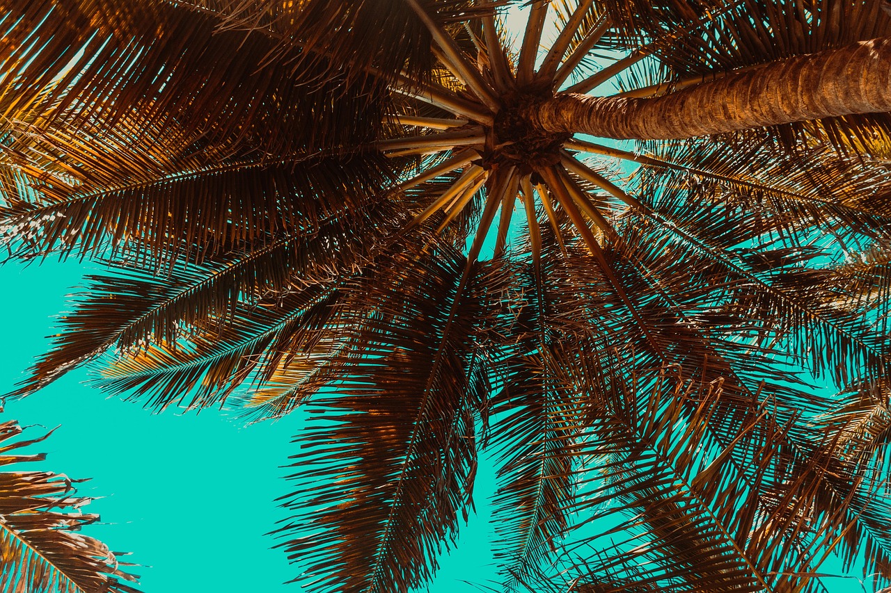 How Trees Talk to Each Other: The Science Behind the Forest Network ...