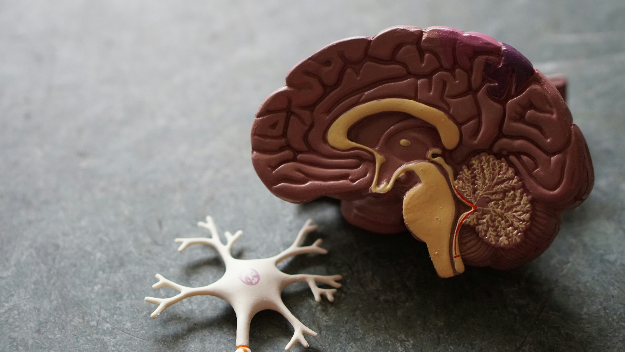 12 Fascinating Facts About the Human Brain Scientists Have Discovered ...