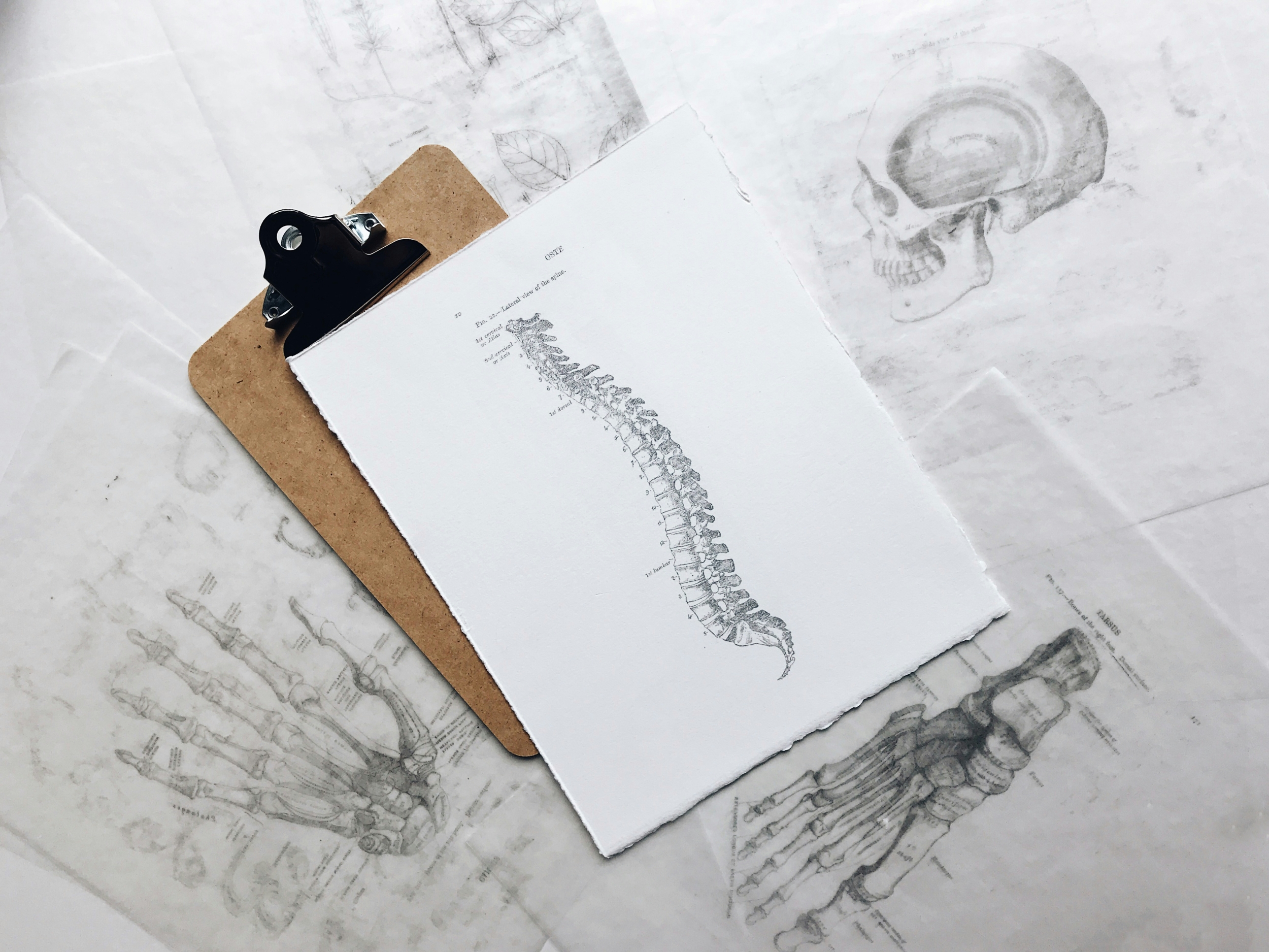 Scientists Grow Lab-Made Human Spinal Cords That Self-Repair After ...