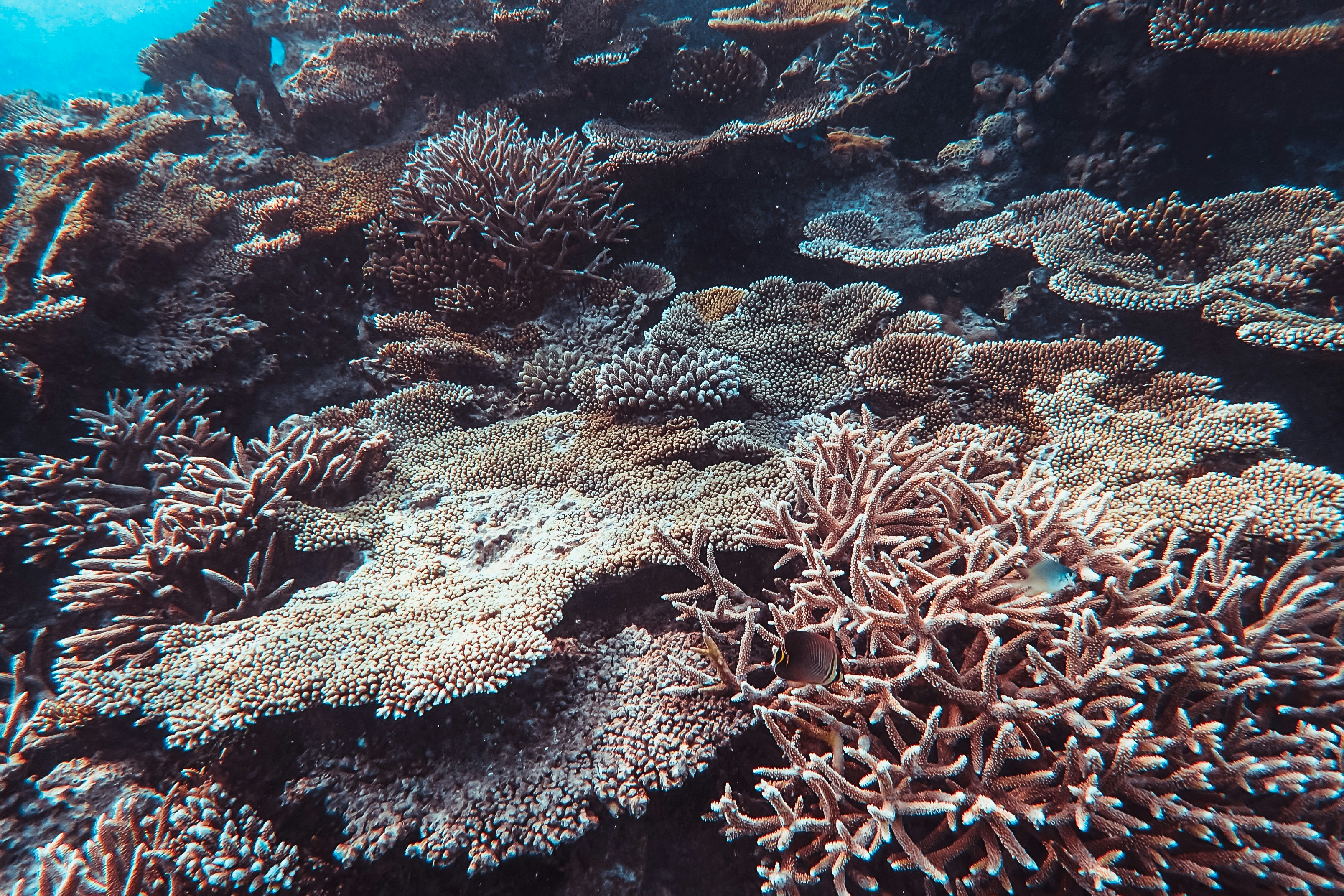 Why Coral Reefs Are Turning White: Understanding Causes, Impact and the ...