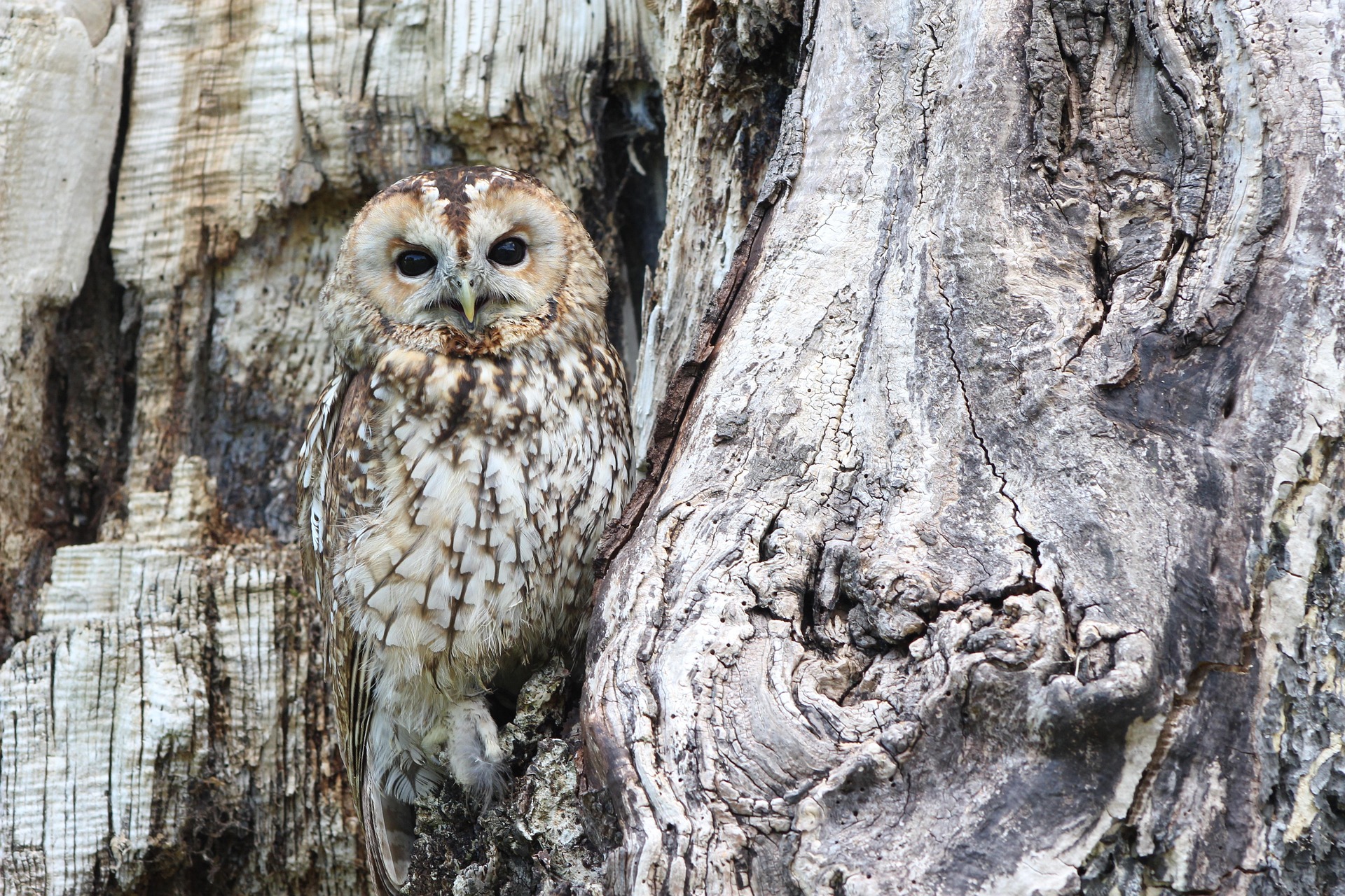 Animal Camouflage Evolution and Adaptive Coloration Reveals Nature's ...