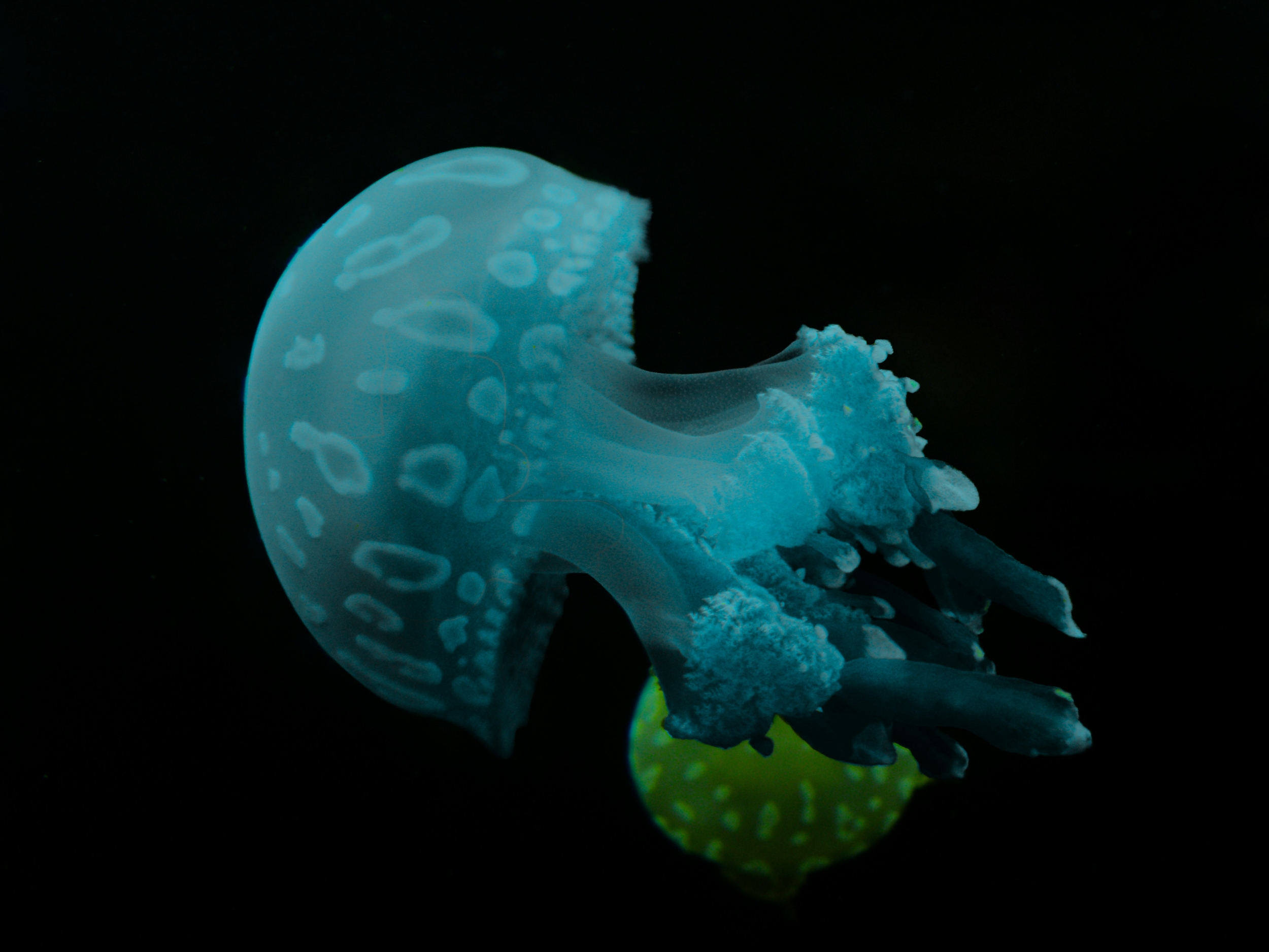 Top 5 Strange Deep-Sea Creatures: Scientists Discover a New Transparent ...