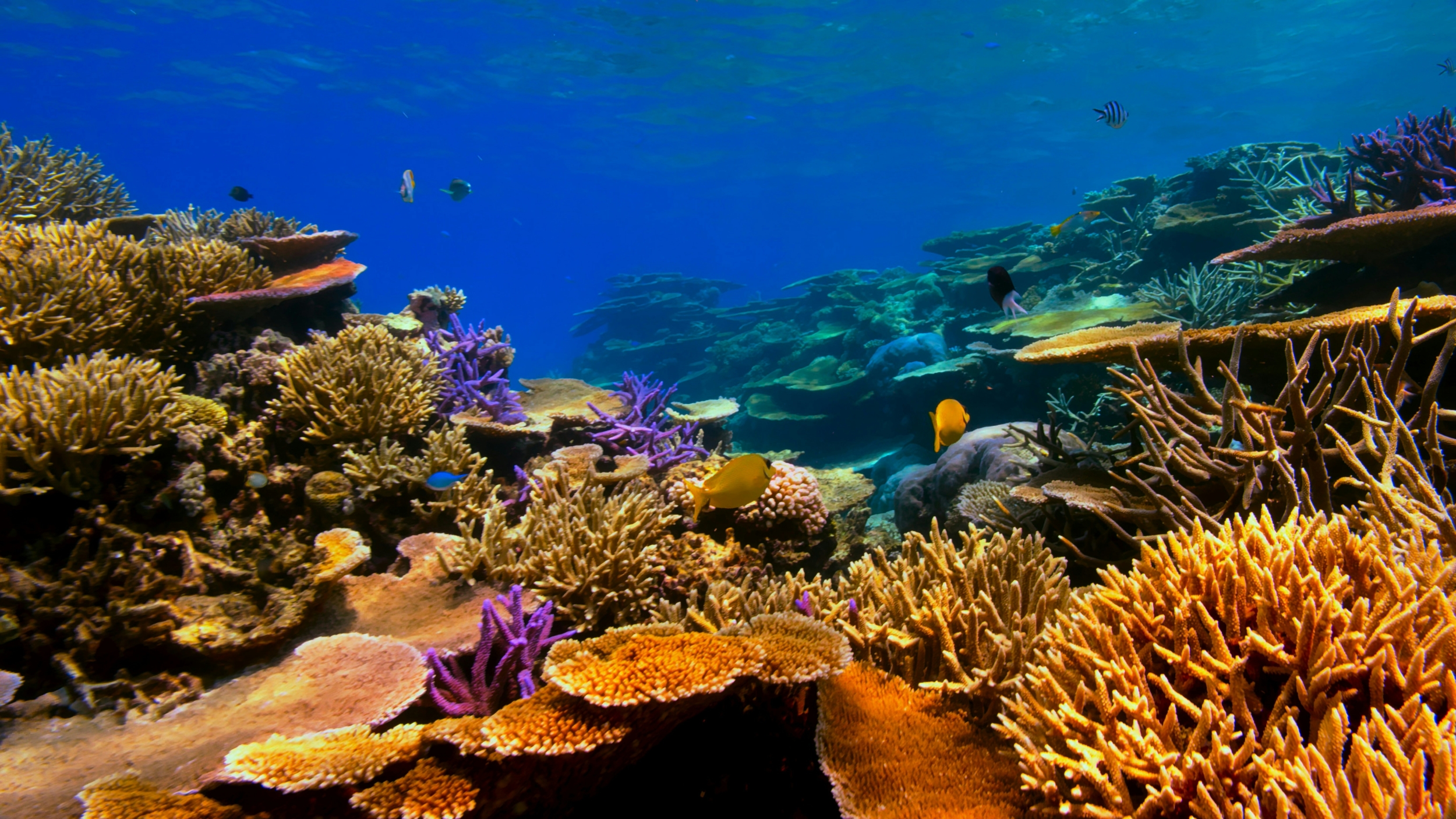 How Artificial Reefs Boost Marine Biodiversity and Restore Ocean Ecosystems