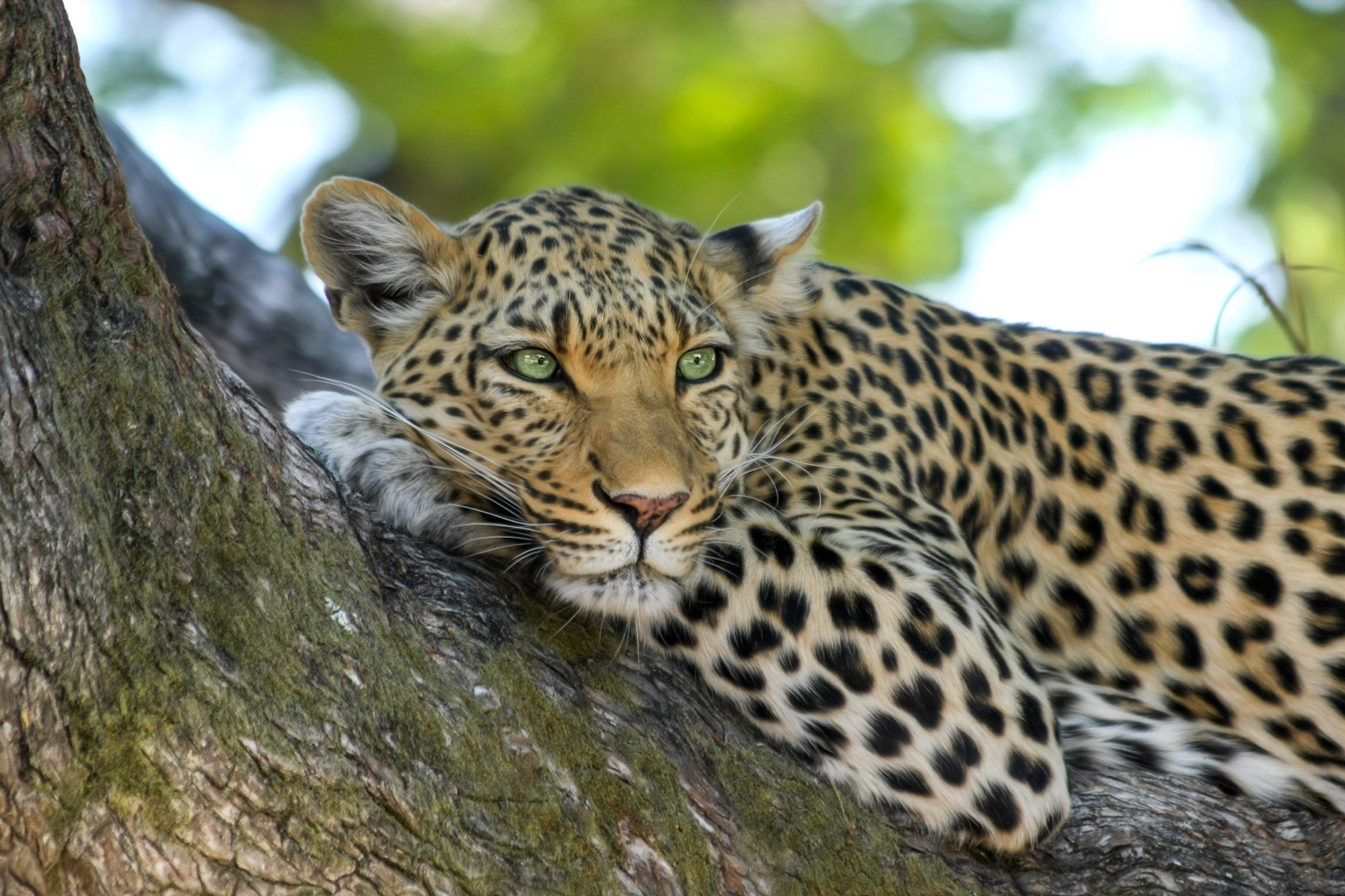 Animals Shrinking Due to Climate Change And The Hidden Story Of Body ...
