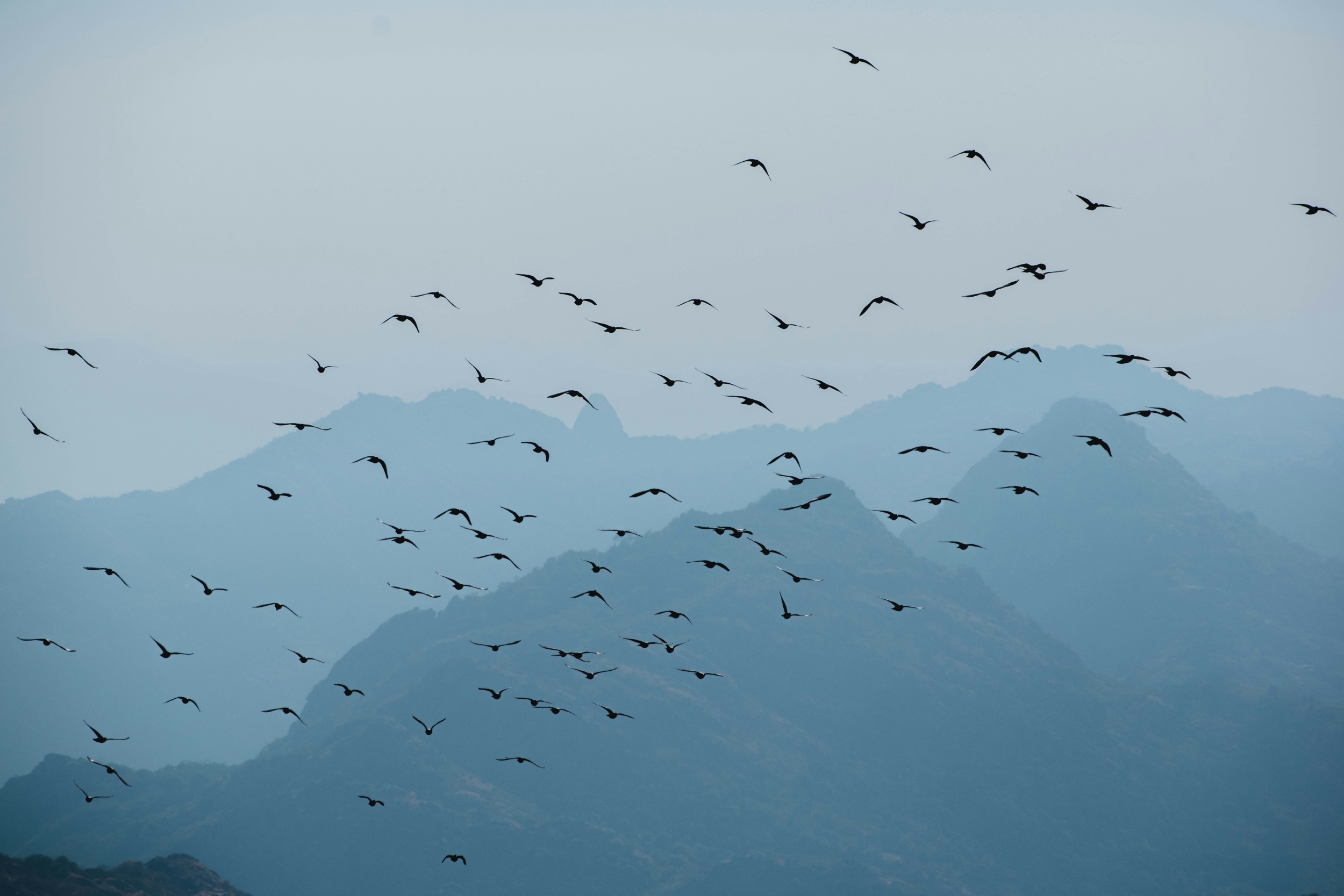 Bird Migration Navigation: How Birds Travel Thousands of Miles with ...