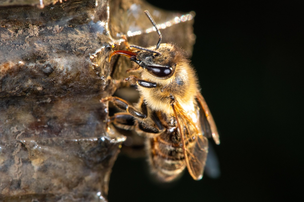 Bee Colony Collapse and CCD Syndrome Show Why Organic Farming and ...