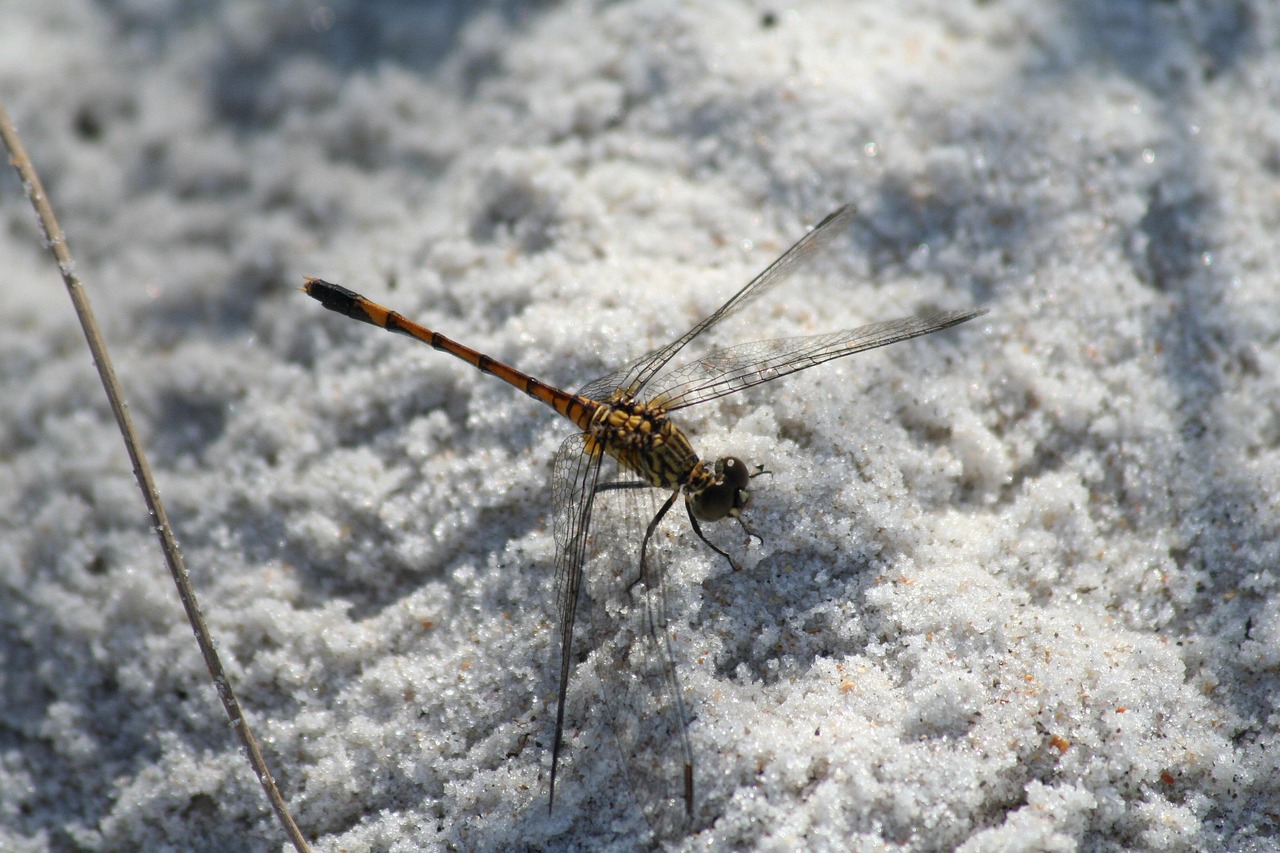 Freeze Tolerant Insects Show How Nature Masters Insect Cold Survival