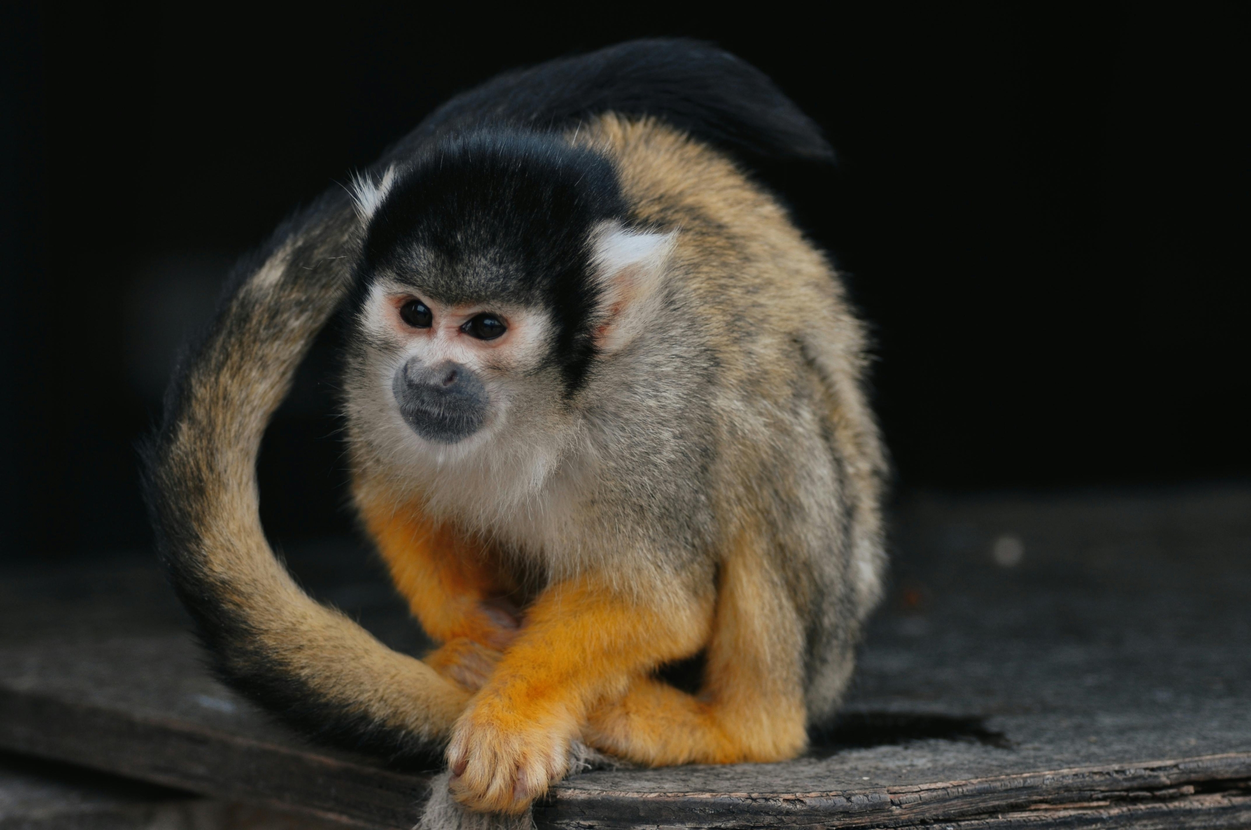 Why Humans Don't Have Tails: Evolution, Genetics, and the Science ...