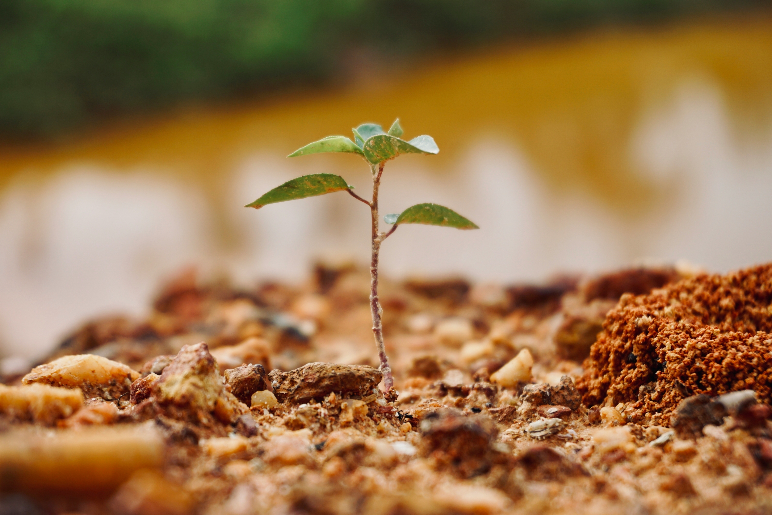 Does Planting Trees Really Cool the Planet? How Reforestation Impacts ...