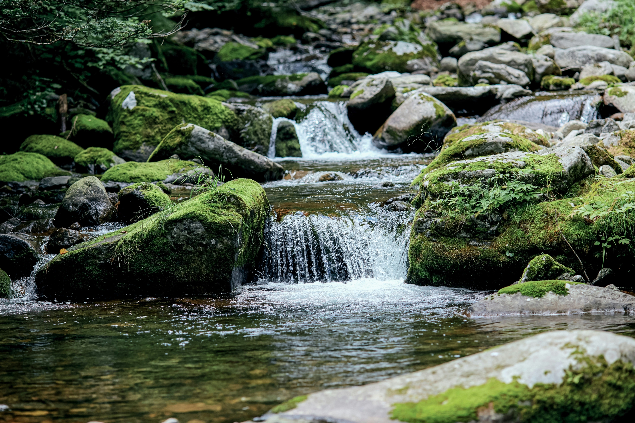 Is Water Safe to Drink in the Wild? How to Test If Water Is Clean While ...