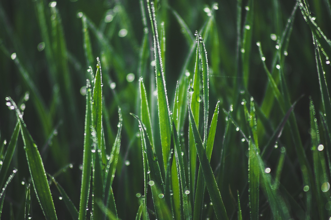 Petrichor Explained: What Makes Rain Smell, Fresh Cut Grass, and Ocean ...