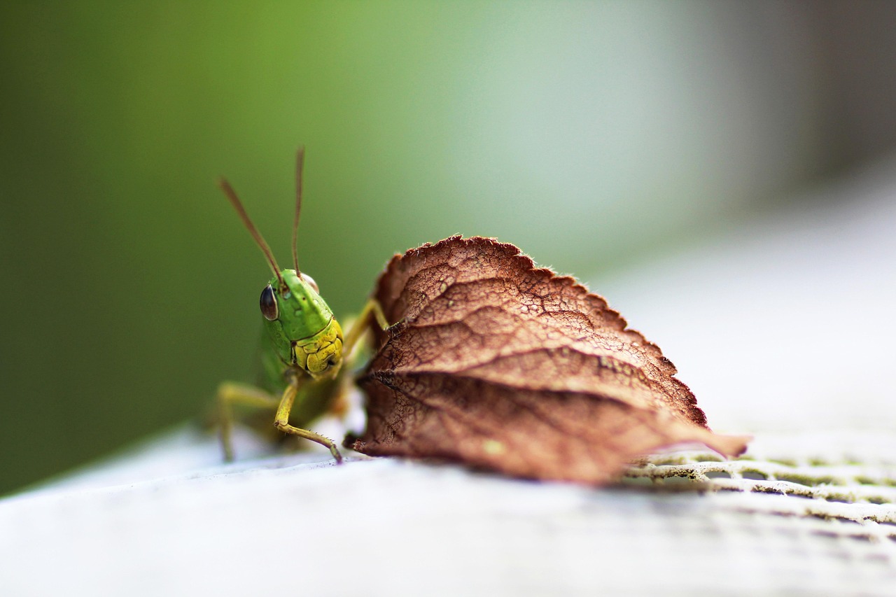 How Insects Climb on Walls Through Powerful Adhesion and Microscopic ...
