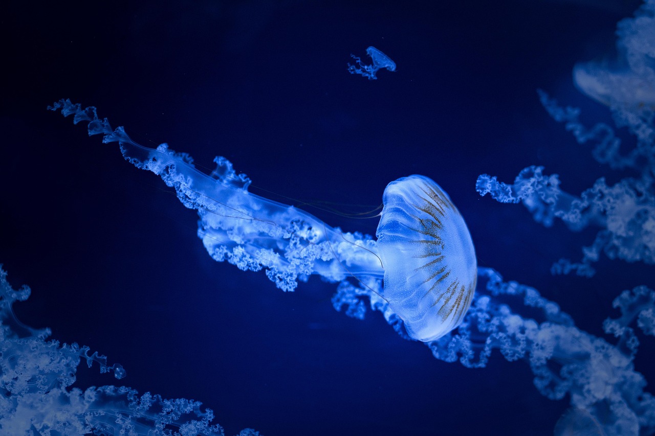 How Deep Sea Creatures Use Bioluminescence Through Luciferin and Light ...