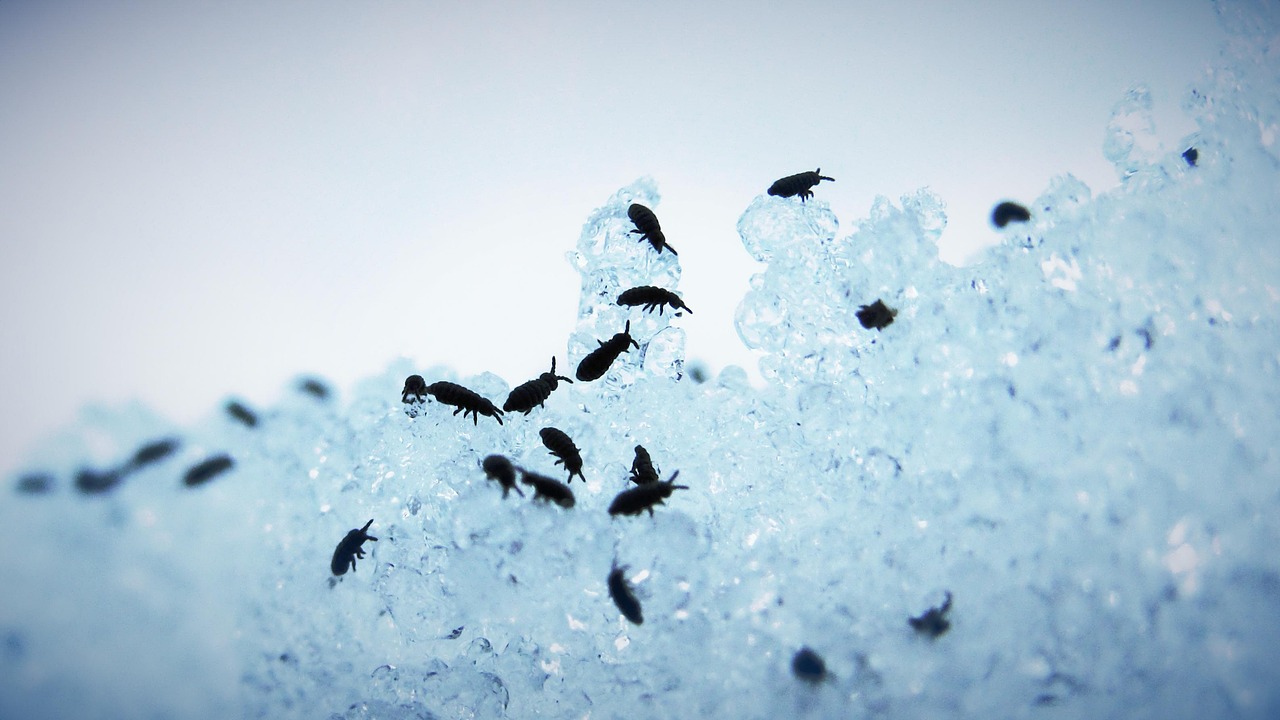 Fleas, Rats, and a Record 220 Cases: Los Angeles County's Flea-Borne ...