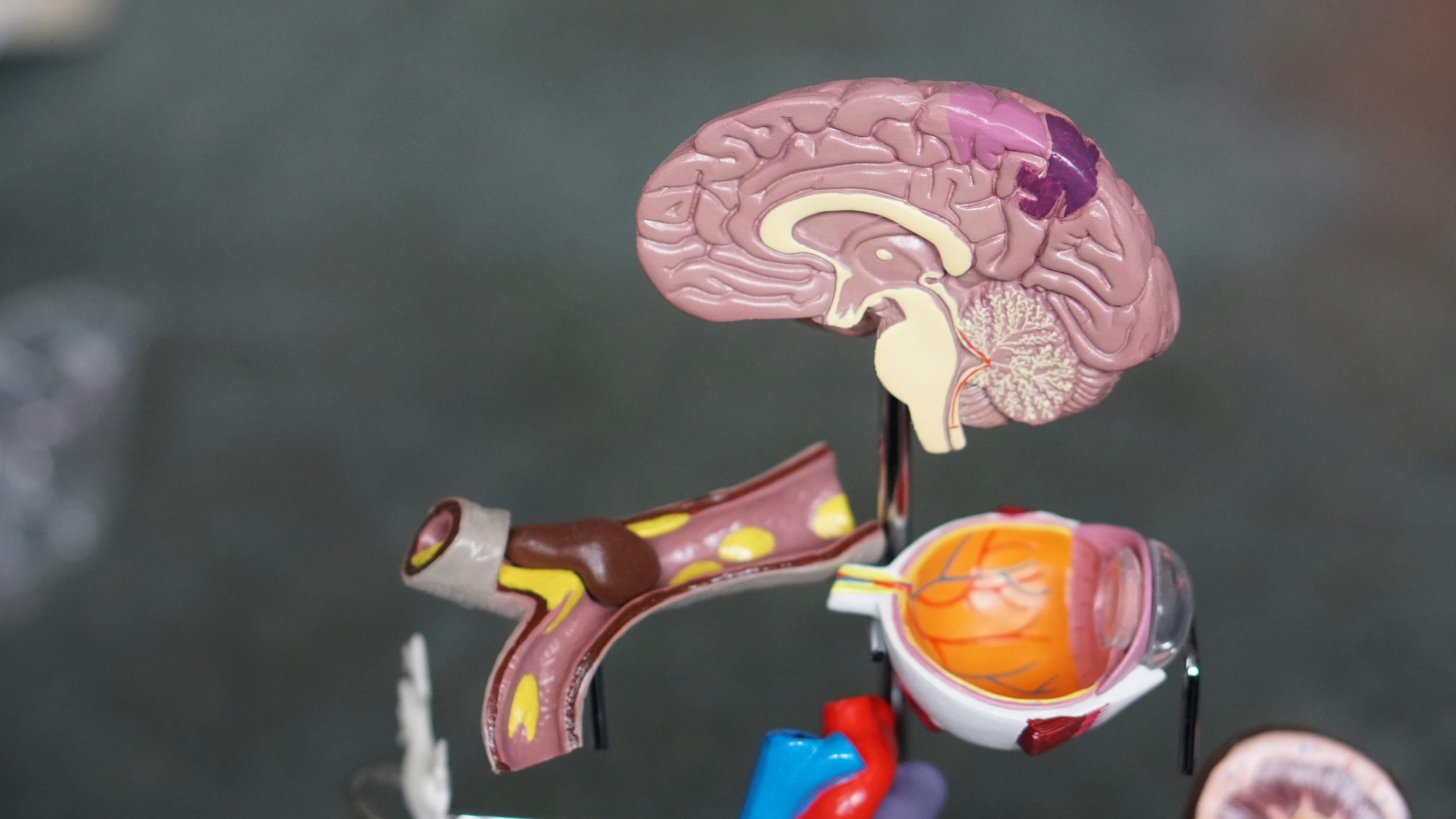 Humans May Have Hidden Regenerative Powers, Scientists Discover Bone ...