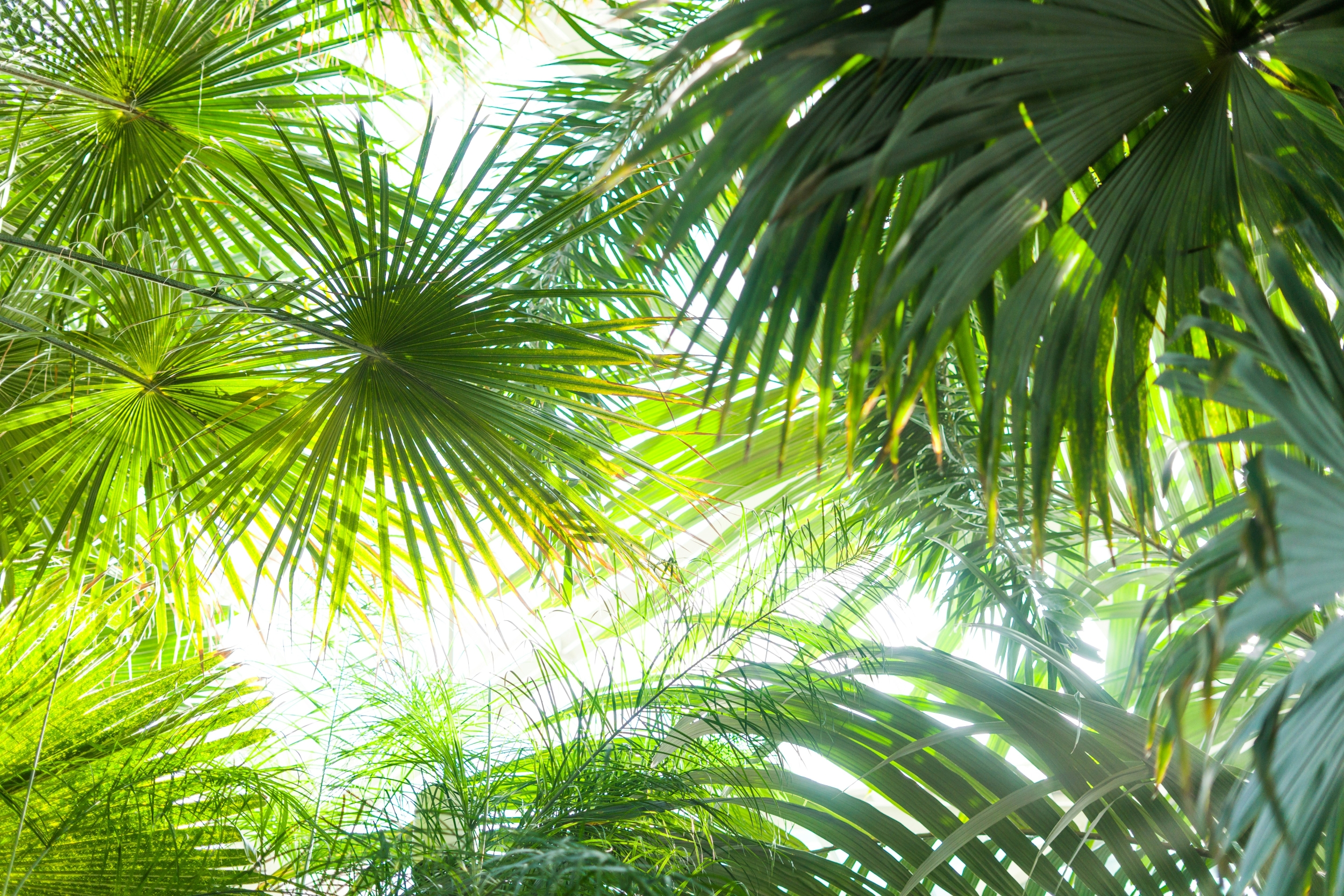 How Long Will Plants Exist on Earth? New Study Estimate 2 Billion More ...
