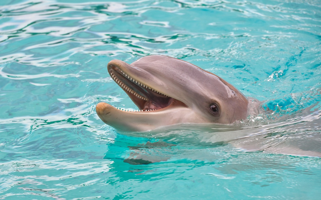 Dolphin Attacks Trainer in Front of Horrified Families in Miami ...