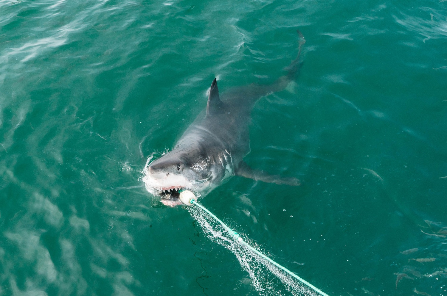 14-Foot Great White Shark Attacks Family Boat After Circling It For Over An Hour; How Often Do ...