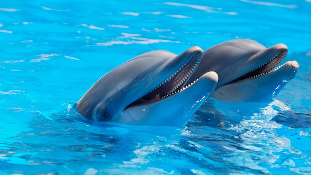 Fossils of Ancient Dolphins Show Sharp Tusk-Like Front Teeth Used for ...