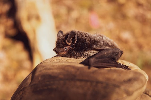 Bats Show First Evidence of Parallel Evolution in Mammal Species in ...